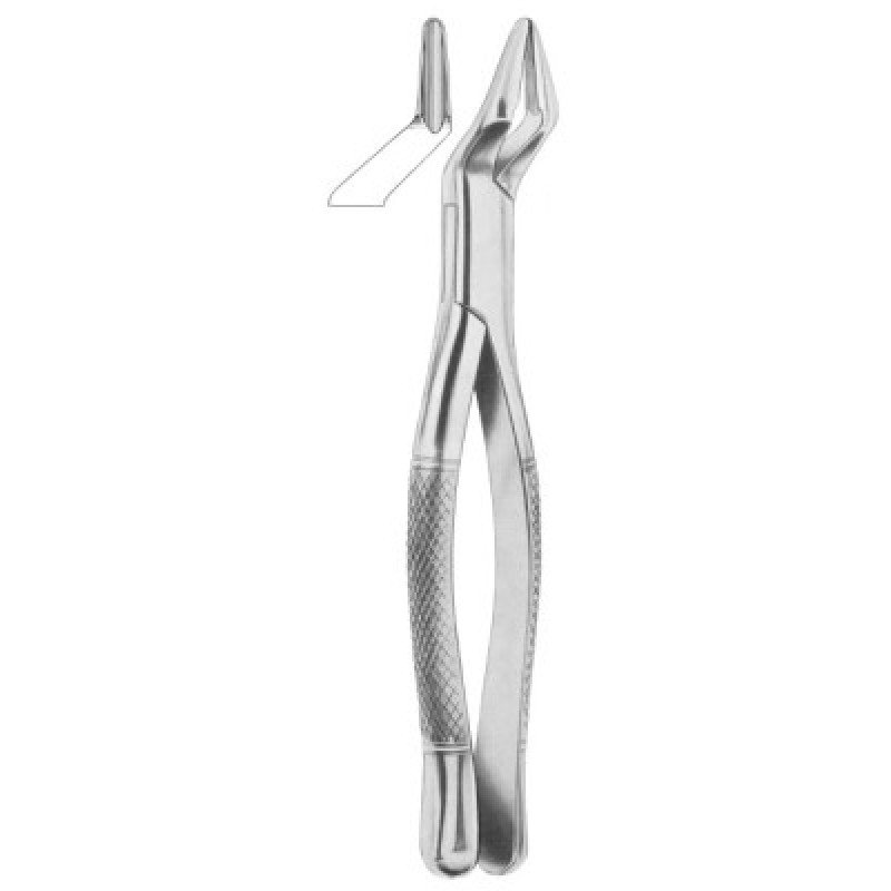 PARMLY FIG. 32 UPPER PREMOLARS AND MOLARS – Adwat Alshifaa Medical UAE